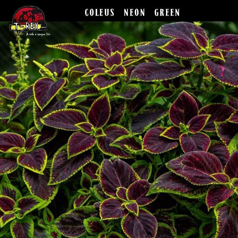 Muda de Coleus Mint Coração Magoado – Compre Online na Melhor Qualidade!
