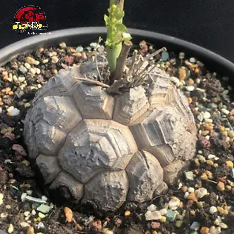 Muda de Planta Suculenta Elephantipes: A Beleza Majestosa das Folhas de ...